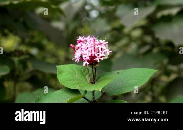 Rose bower Stock Videos & Footage - HD and 4K Video Clips - Alamy