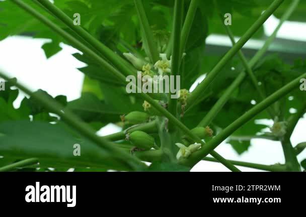 Enlarged stem Stock Videos & Footage - HD and 4K Video Clips - Alamy