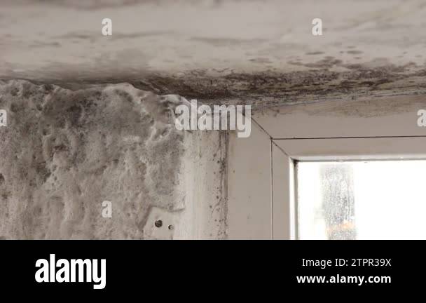 apartment, black, building, cold, damp, dampness, dirty, frame, fungal ...