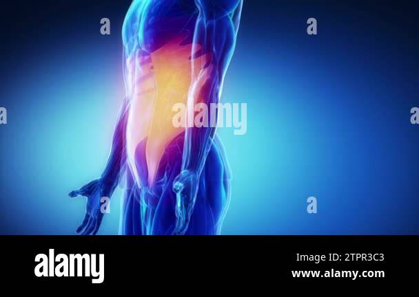 Oblique muscles anatomy Stock Videos & Footage - HD and 4K Video Clips ...