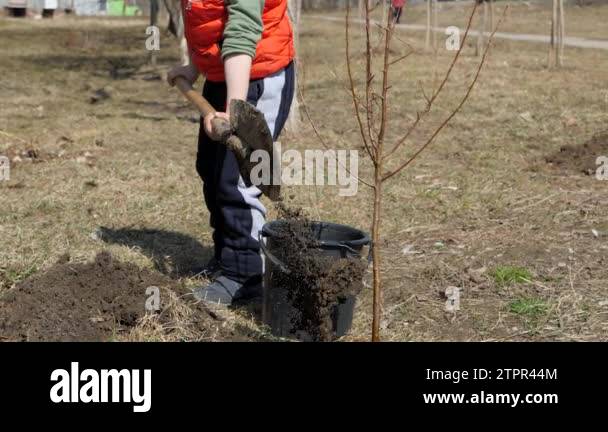 Spring. A little boy planting fruit trees next to a multi-storey ...