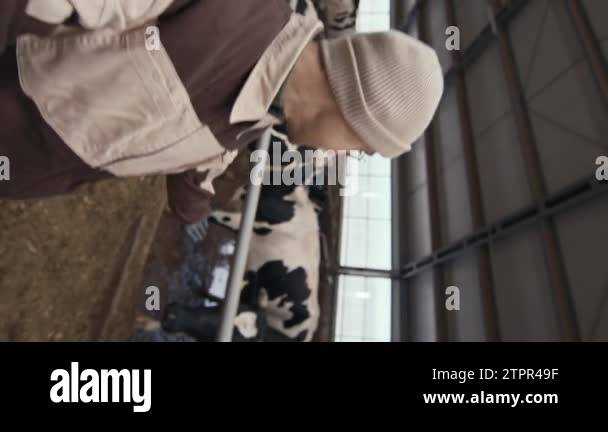 Cows speaking Stock Videos & Footage - HD and 4K Video Clips - Alamy