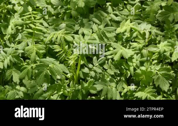 Lovage, Levisticum officinale, is a tall perennial plant, the sole ...