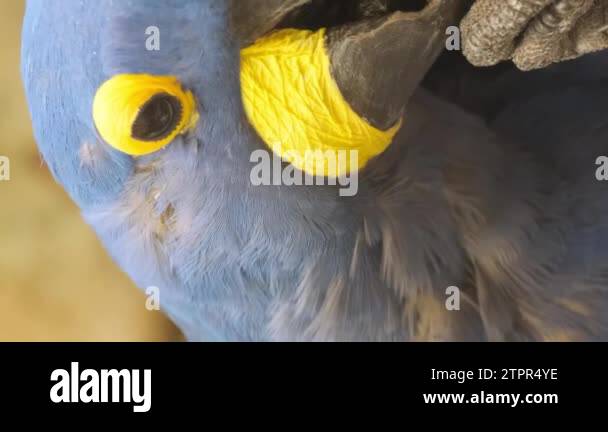 Macaw hyacinth bird of the homeland of Papugov. One of the largest ...