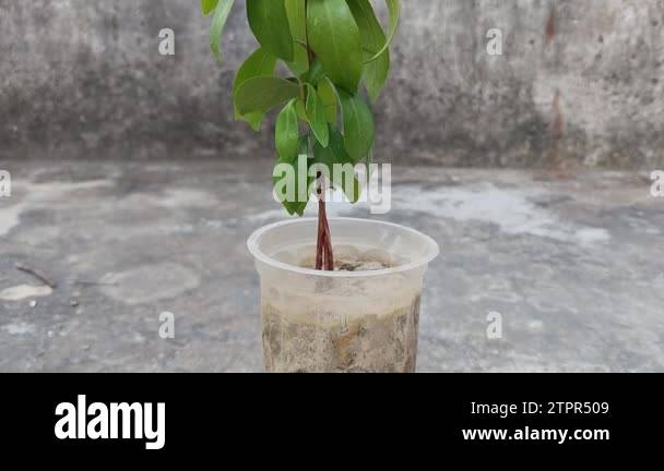 Seedling plant of Java plum growing in disposal glass. Syzygium cumini ...