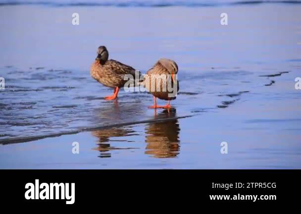 Mallard ducks on ice Stock Videos & Footage - HD and 4K Video Clips - Alamy