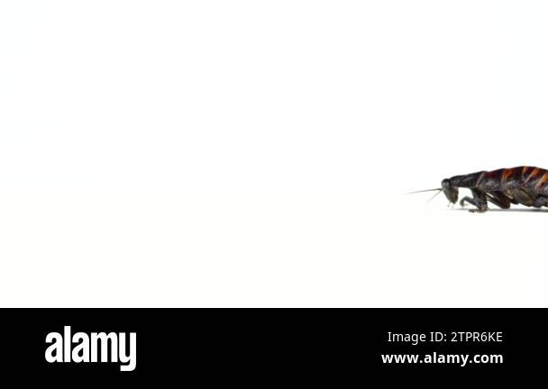 Background side view Stock Videos & Footage - HD and 4K Video Clips - Alamy