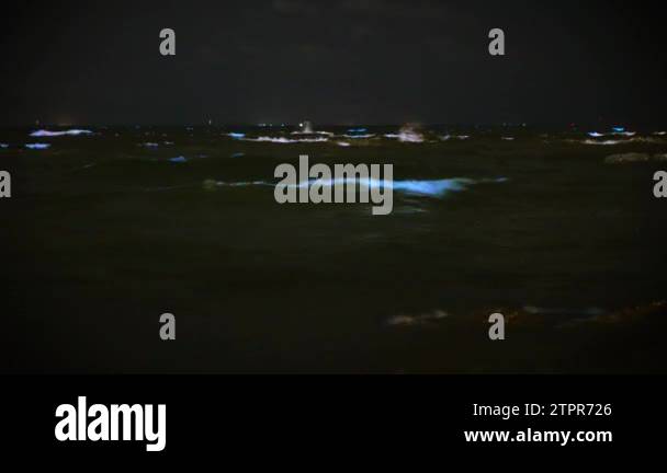 blue fluorescent plankton In the sea of Chonburi province, Thailand ...