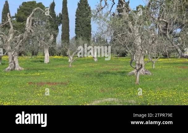 Olive trees wild flowers Stock Videos & Footage - HD and 4K Video Clips ...