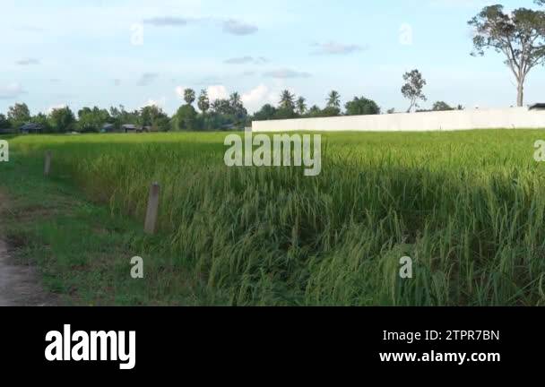 Paddy rice bean drying in a yard. This is the natural paddy rice drying ...