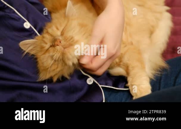 Red Cat Lies on a Bed Pulling Paws, Legs Stretched Forward, Tabby Cat ...