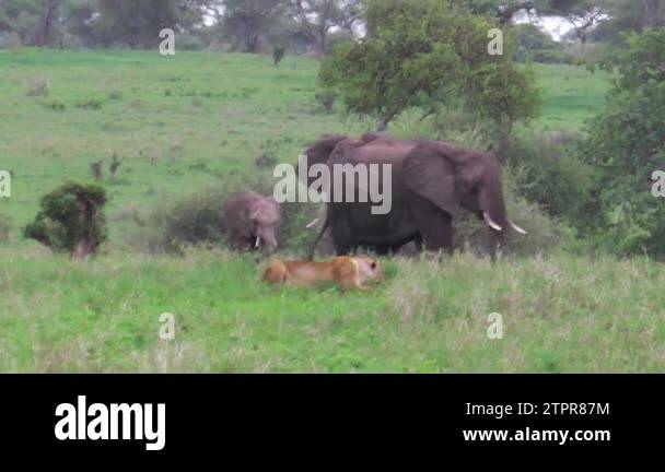 Lion mother hunting Stock Videos & Footage - HD and 4K Video Clips - Alamy