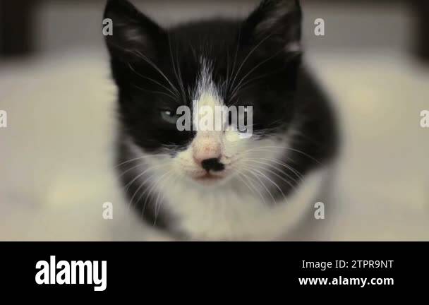 Kitten falling Stock Videos & Footage - HD and 4K Video Clips - Alamy