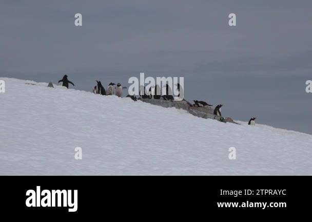 Penguins in Antarctica. Antarctic ice and birds, protection of the ...