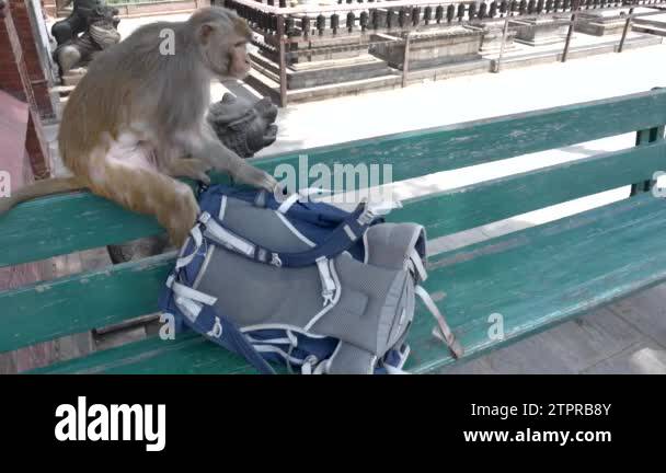 Monkey steals Stock Videos & Footage - HD and 4K Video Clips - Alamy