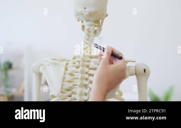 Close up of female doctor touching back of human skeleton with pen in ...