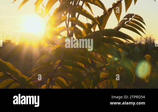 Sunset leaves bush sun Stock Videos & Footage - HD and 4K Video Clips ...