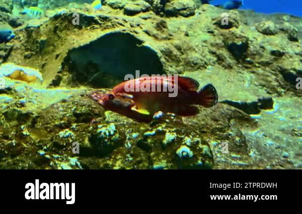 Red sea turtle Stock Videos & Footage - HD and 4K Video Clips - Alamy