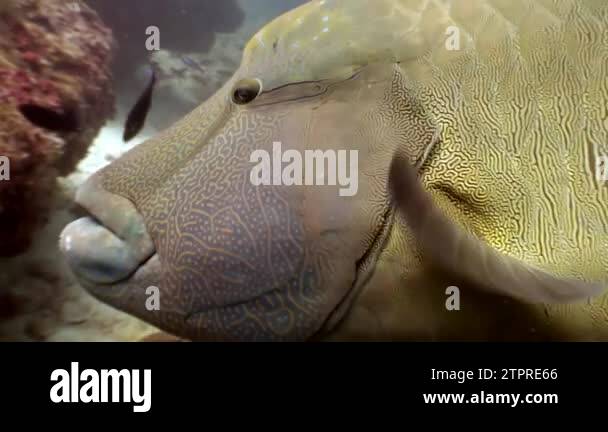 Napoleon fish wrasse underwater natural aquarium of sea and ocean in ...