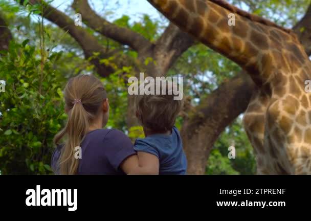 Happy mother and son watching and feeding giraffe in zoo. Happy family ...