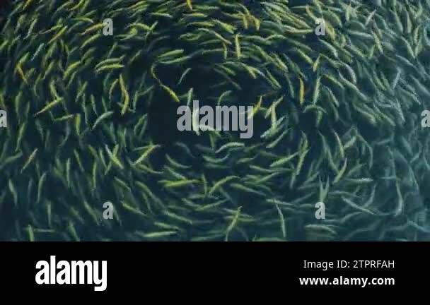 Amber circle Stock Videos & Footage - HD and 4K Video Clips - Alamy