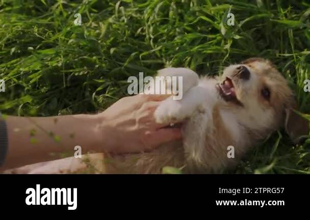 Woman hand touching and petting a terrier breed dog belly lying on his ...
