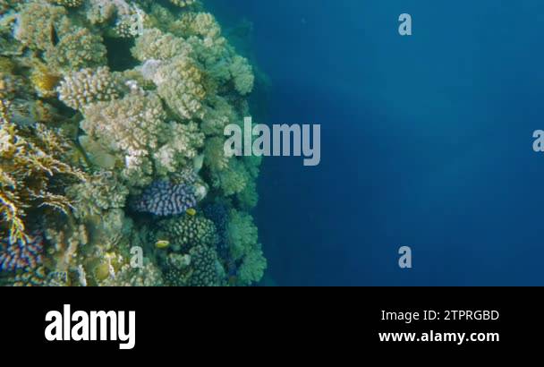 Underwater World of Reef Fishes and Reefs of Red Sea in slow motion. 4k ...
