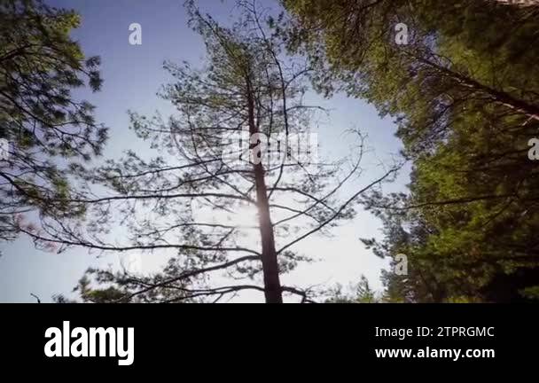 Autumn tree wood sun wide Stock Videos & Footage - HD and 4K Video ...