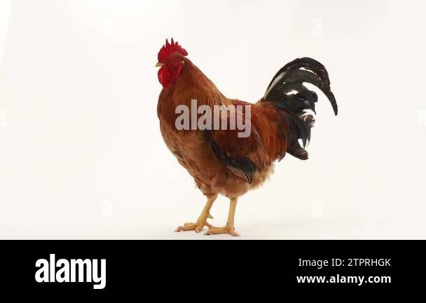 Singing rooster Stock Videos & Footage - HD and 4K Video Clips - Alamy