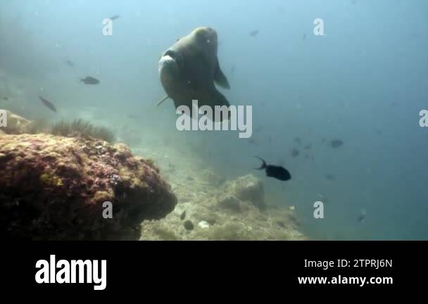 Napoleon fish wrasse underwater natural aquarium of sea and ocean in ...