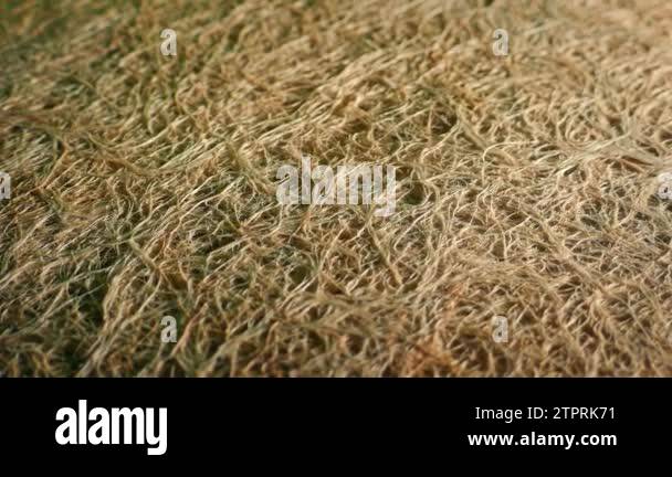 Plants root structure Stock Videos & Footage - HD and 4K Video Clips ...