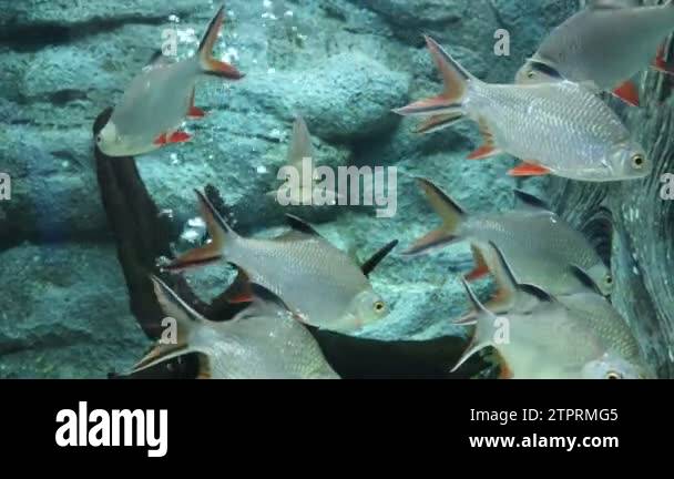 The Golden Belly Barb fish, Puntius daruphani, Hypsibarbus wetmorei ...