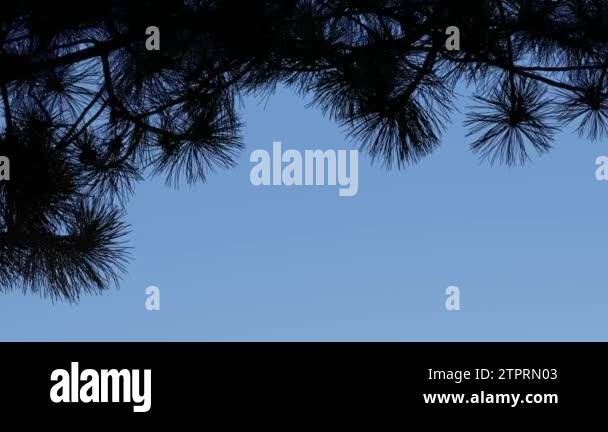 Blue border plant Stock Videos & Footage - HD and 4K Video Clips - Alamy