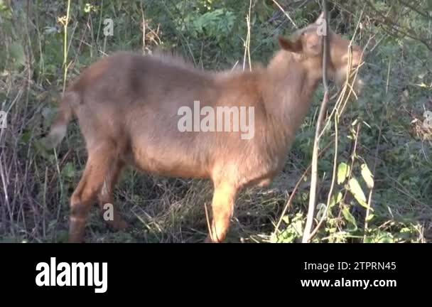 Goat forest Stock Videos & Footage - HD and 4K Video Clips - Alamy