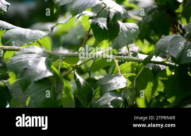 Raspberry cottage Stock Videos & Footage - HD and 4K Video Clips - Alamy