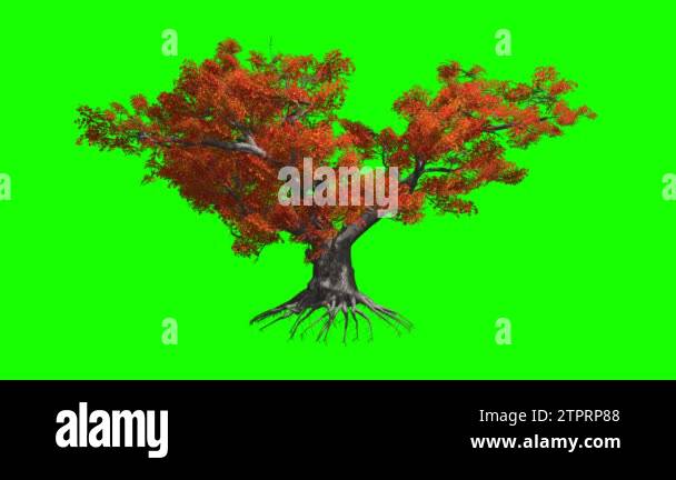 Japanese Maple tree in the wind.Green screen alpha Stock Video Footage ...