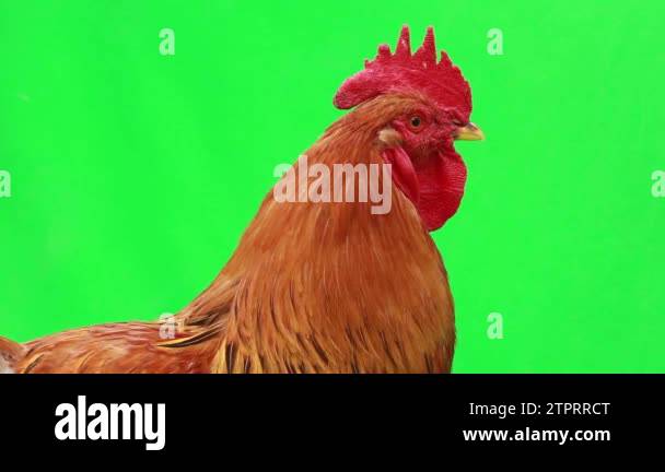 rooster on green screen Stock Video Footage - Alamy