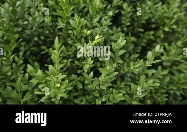 Bush seamless texture background Stock Videos & Footage - HD and 4K ...