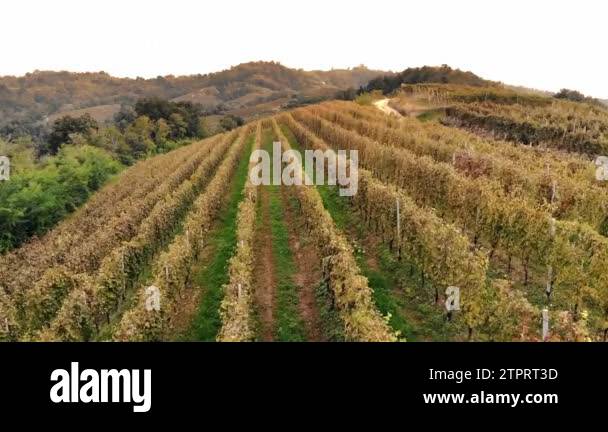 Rows of vine in vineyards. Top view. Tidy rows of grapevines with ...