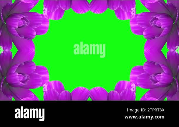 opening long blooming purple flowers farme time-lapse animation ...