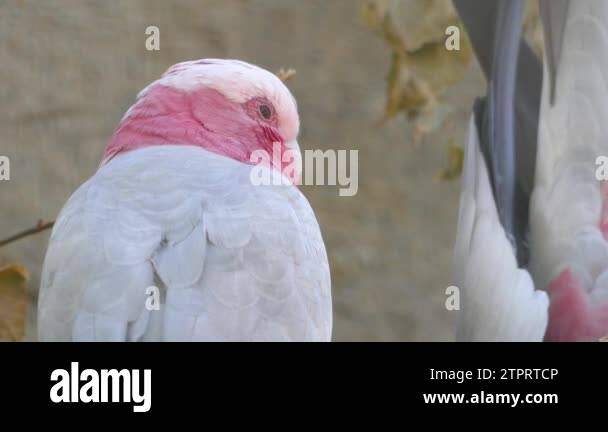 Galah (Eolophus roseicapilla) also known as rose-breasted cockatoo ...
