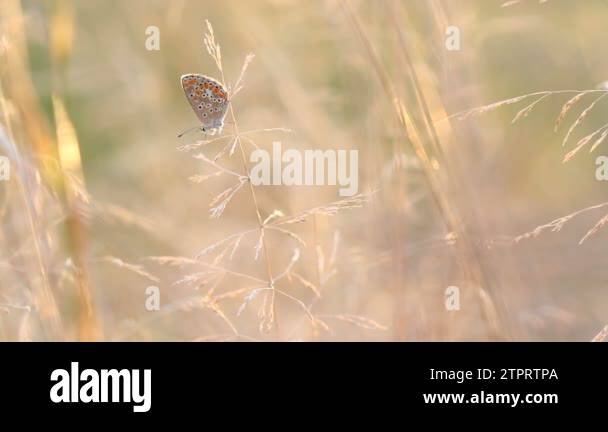 Close up pretty grass Stock Videos & Footage - HD and 4K Video Clips ...