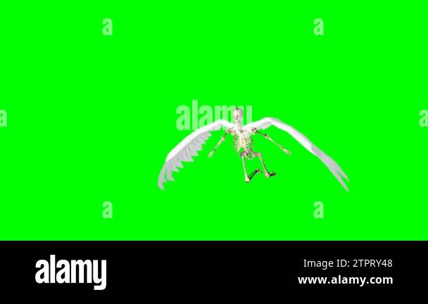 Skeleton wings Stock Videos & Footage - HD and 4K Video Clips - Alamy
