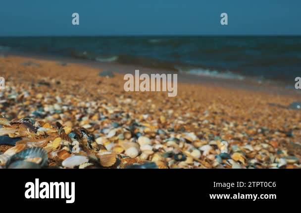 Sea shell beach Stock Videos & Footage - HD and 4K Video Clips - Alamy