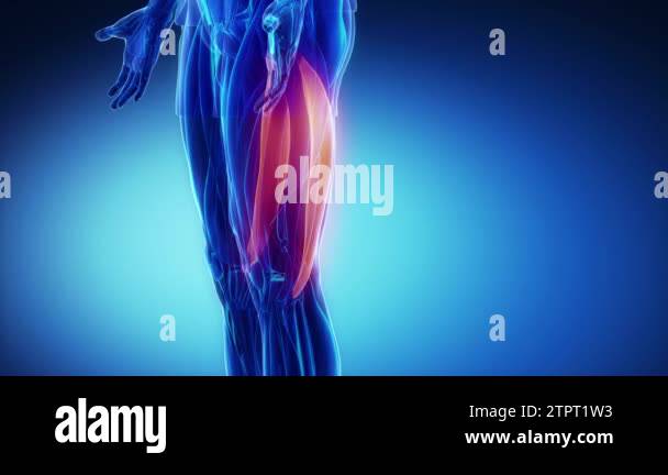 Biceps femoris Stock Videos & Footage - HD and 4K Video Clips - Alamy