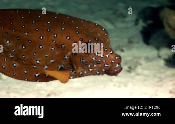 Yellow boxfish Ostraciidae fish with spots of Red sea Stock Video ...