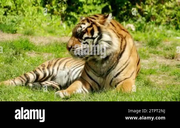 The Bengal tiger, also called the royal Bengal tiger (Panthera tigris ...