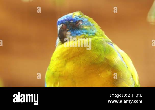 Rarer species Stock Videos & Footage - HD and 4K Video Clips - Alamy