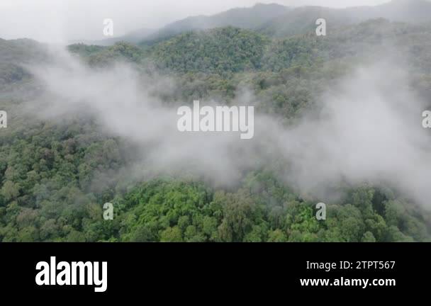 Mist on tropical rainforest mountain, Tropical forests can increase ...