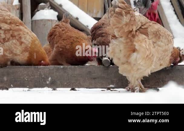 In winter, brown chickens and a rooster eat in the yard. Pets in the ...